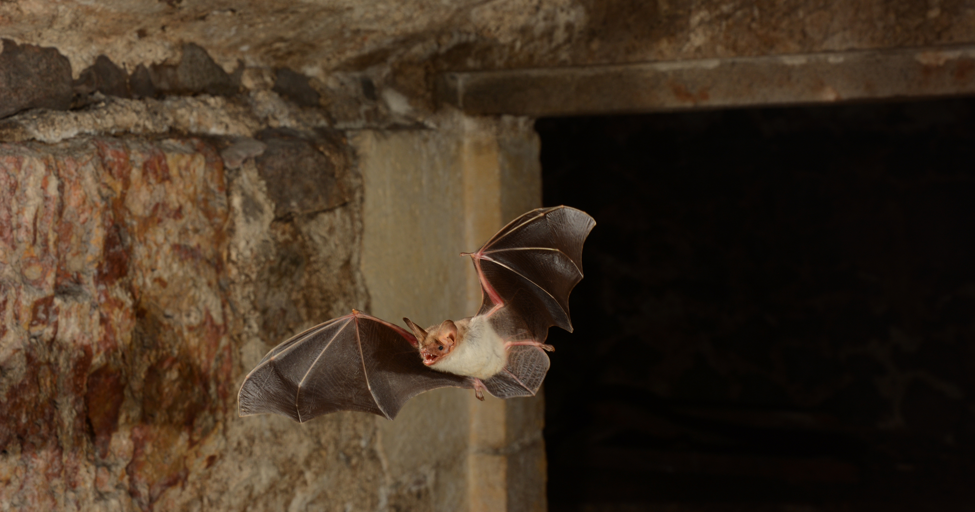 Atelier naturaliste d’initiation à l'étude des Coléoptères coprophages ...